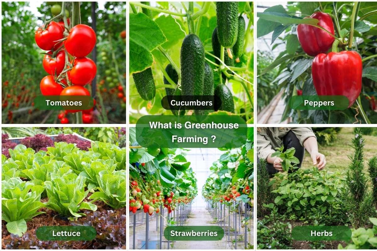 Greenhouse Farming a Guide towards Sustainable Agriculture | Enterprise ...